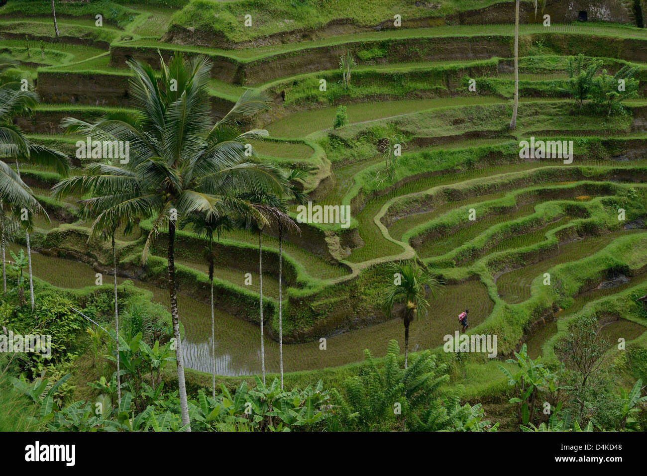 Indonesia, Bali, Tegalalang, the rice fields Stock Photo - Alamy
