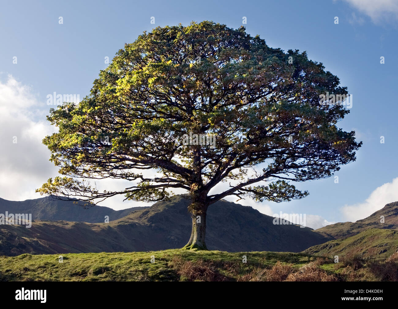 A perfect tree in a beautiful landscape of Lake District countryside ...