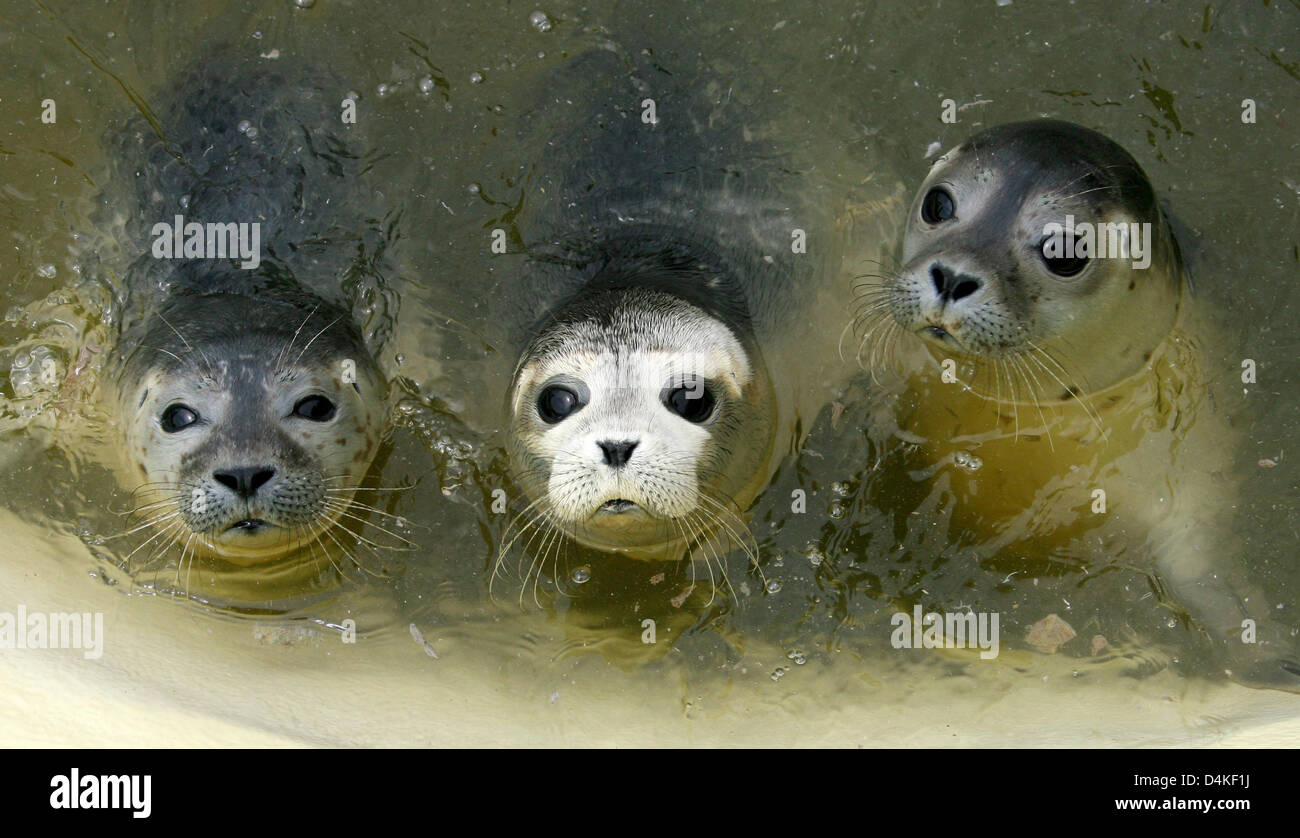 Cuddle pups hi-res stock photography and images - Alamy