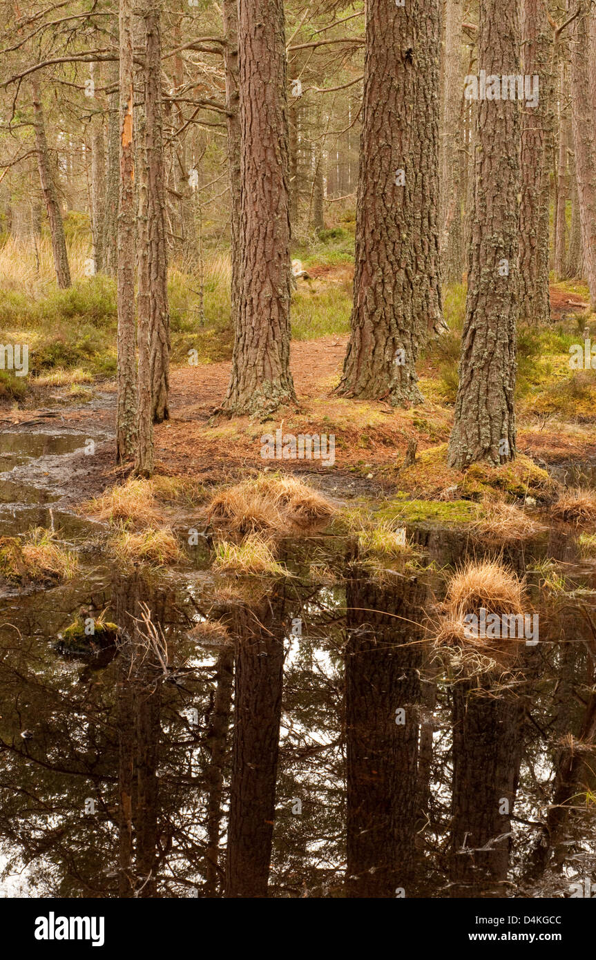 Reflections of Scots Pine trees Stock Photo - Alamy