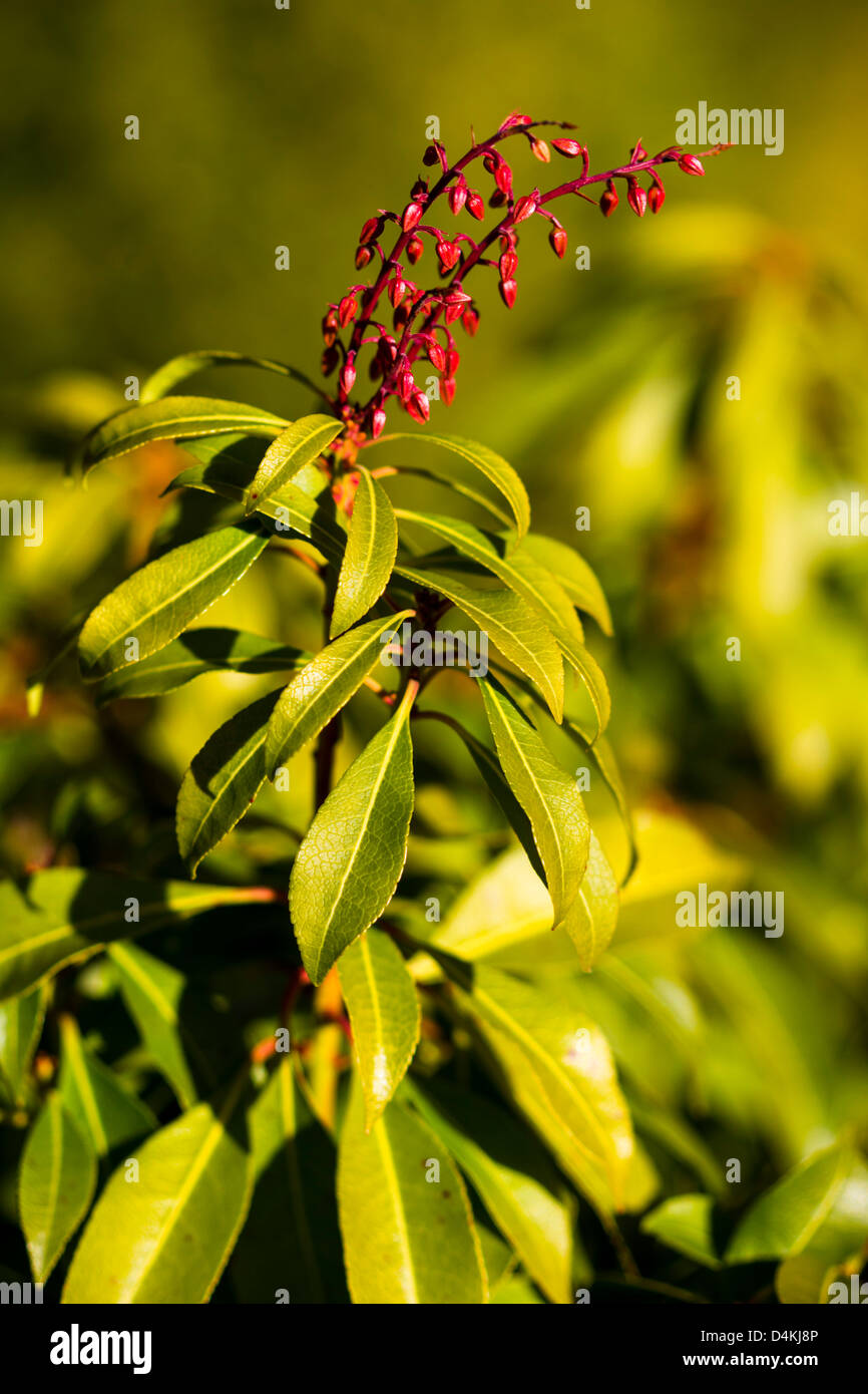 red seeds on the top of a green plant in afternoon sun Stock Photo - Alamy
