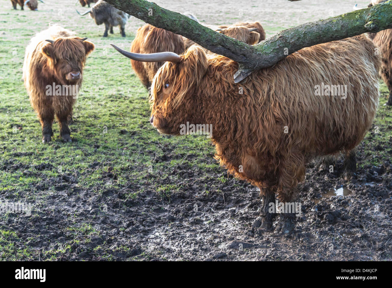 Playful look in the eye of a long-horned long-haired cow scratching its ...