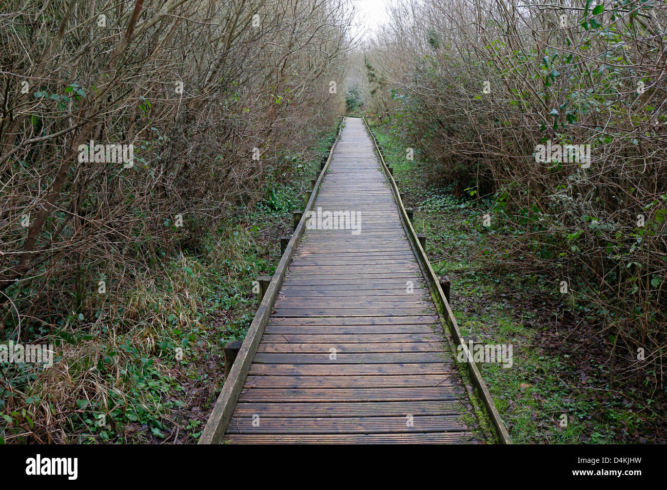 Wooden decking path in woodland Wales UK 130674 Path Stock Photo - Alamy