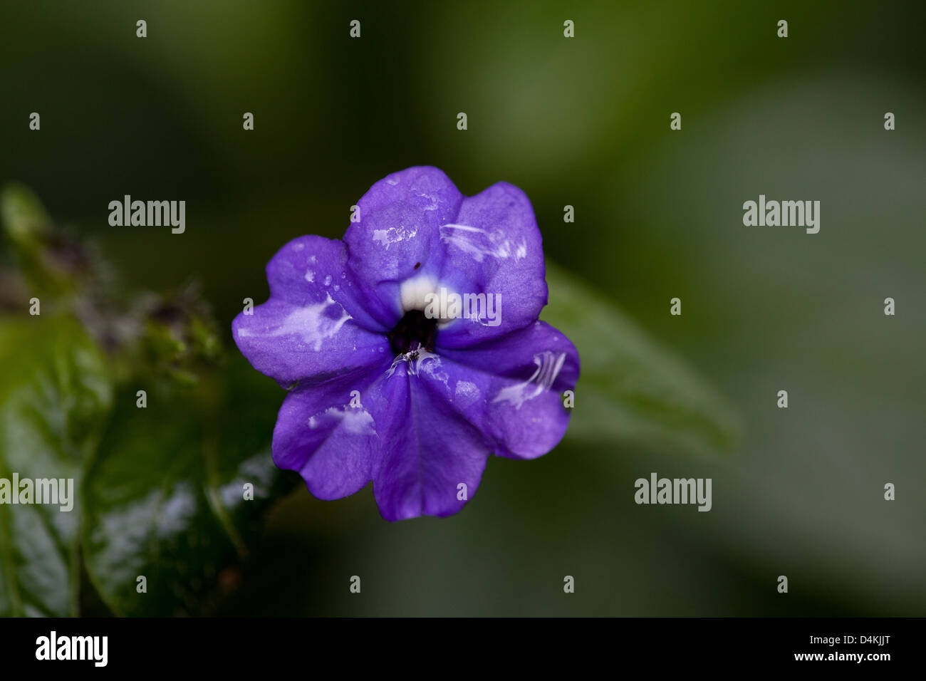 Panama national flower hi-res stock photography and images - Alamy
