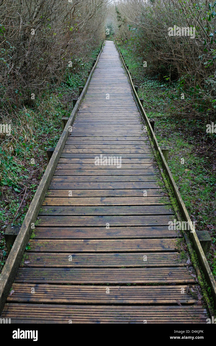Wooden decking path in woodland Wales UK 130675 Path Stock Photo - Alamy