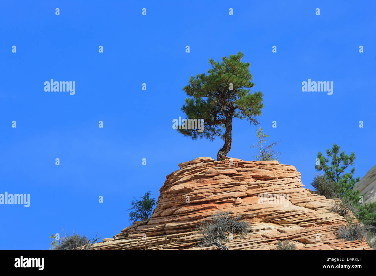 Pinyon pine (Pinus edulis) on sandstone at Zion National Park Stock ...