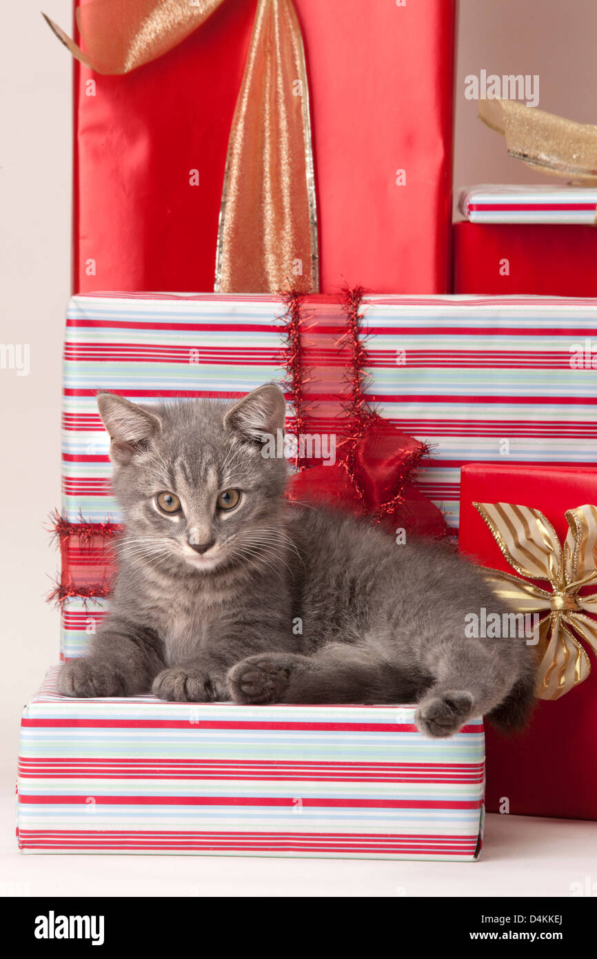 TABBY CAT SITTING ON RED CHRISTMAS PRESENTS Stock Photo - Alamy
