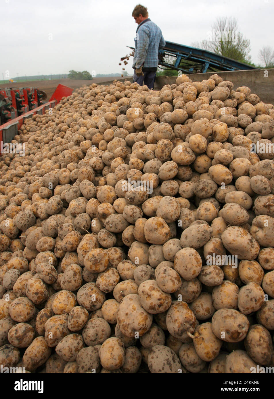 Disputed genetically modified potato cultivar ?Amflora? is planted on a ...