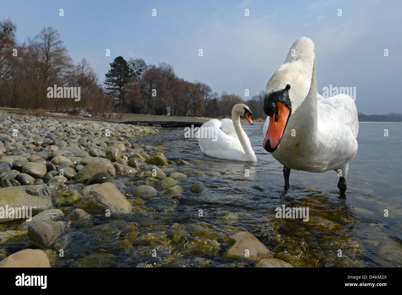 A swan looks curiously into the camera of the photographer at the shore ...
