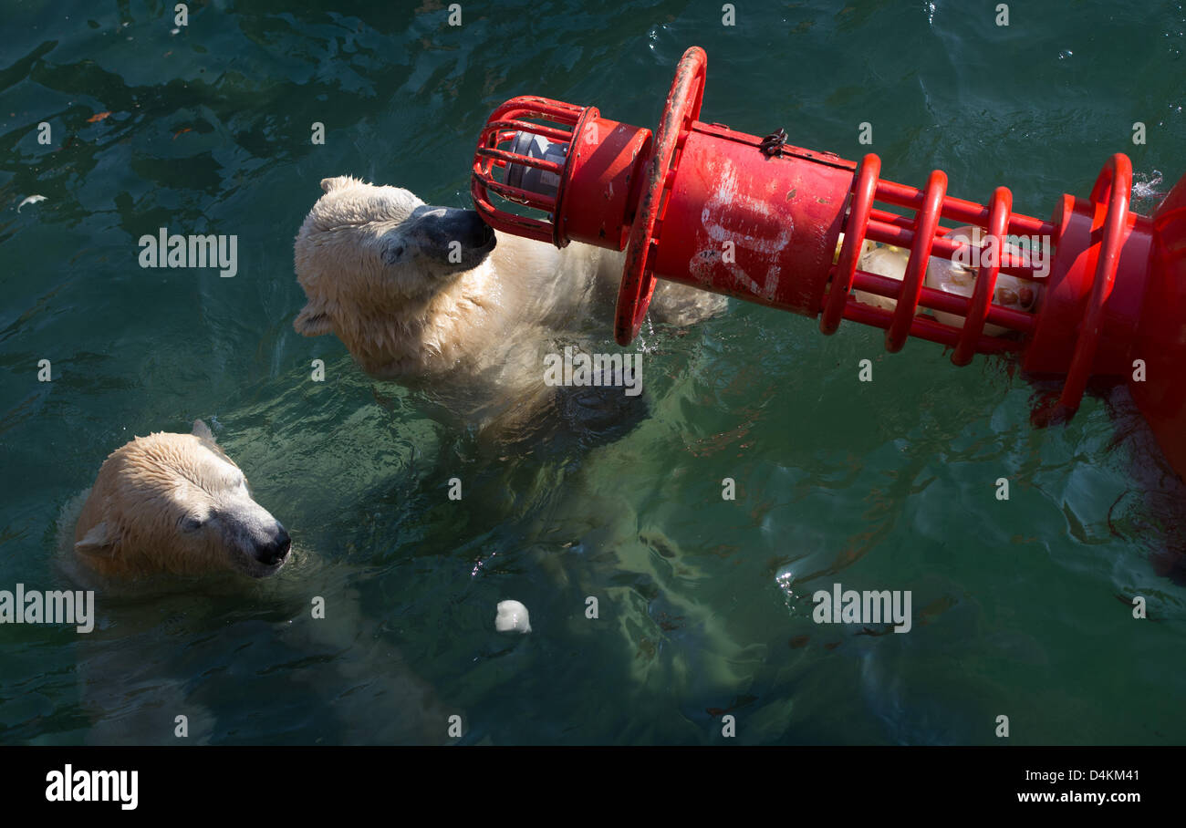 Hanover, Germany. 15th March 2013. Two polar bears swim around a buoy ...