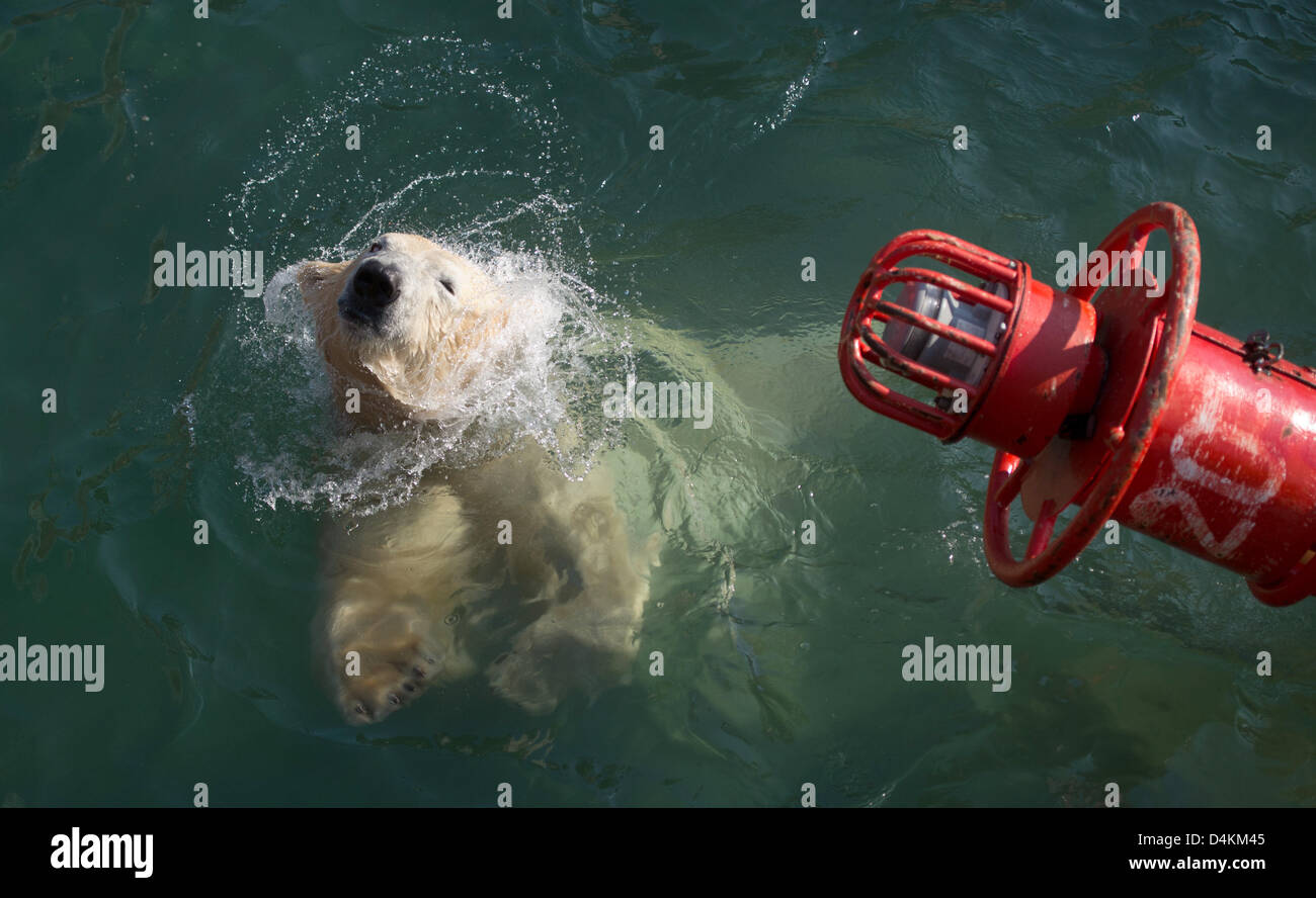 Zoo polar bear diving hi-res stock photography and images - Alamy