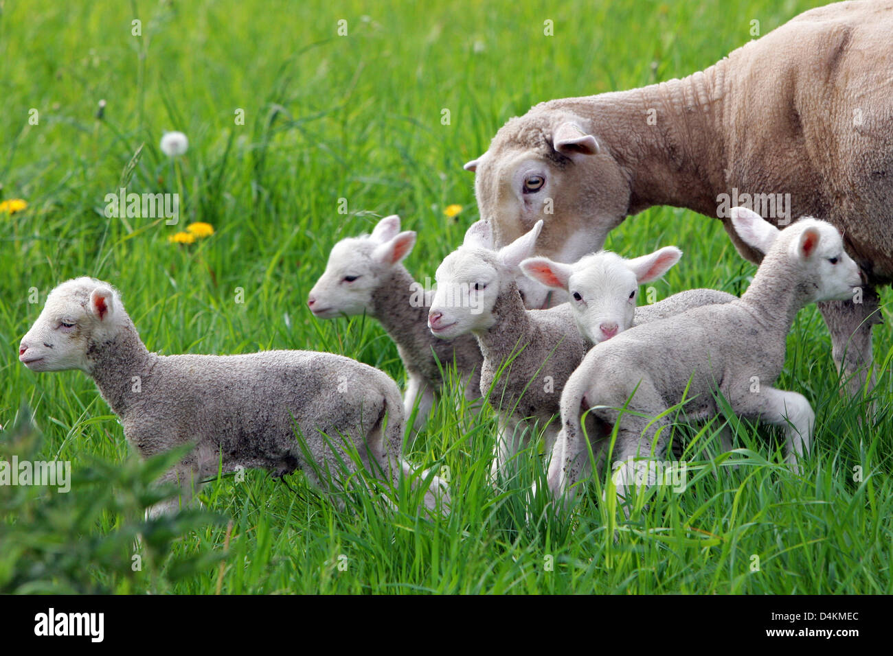 Five young sibling lambs and their mother stand on a meadow near ...