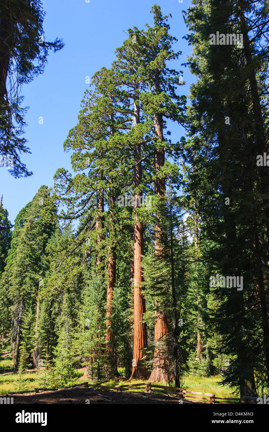 Sequoia tree vertical view hi-res stock photography and images - Alamy