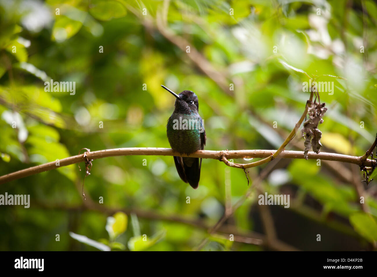 Hummingbirds of panama hi-res stock photography and images - Alamy