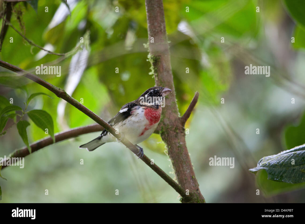 Rose-breasted Grosbeak, sci.name; Pheucticus ludovicianus, in La ...