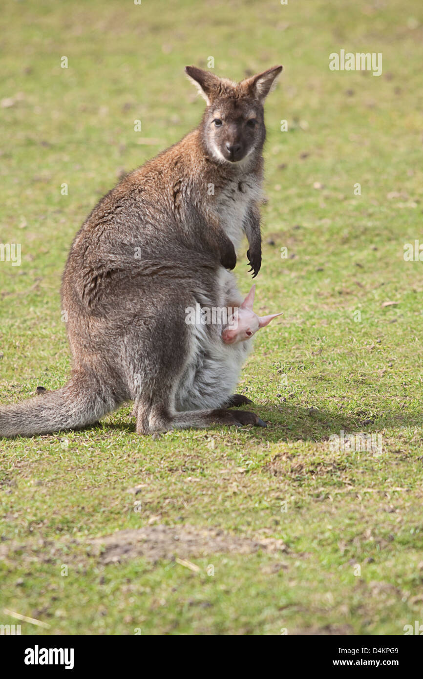 Baby wallaby hi-res stock photography and images - Alamy