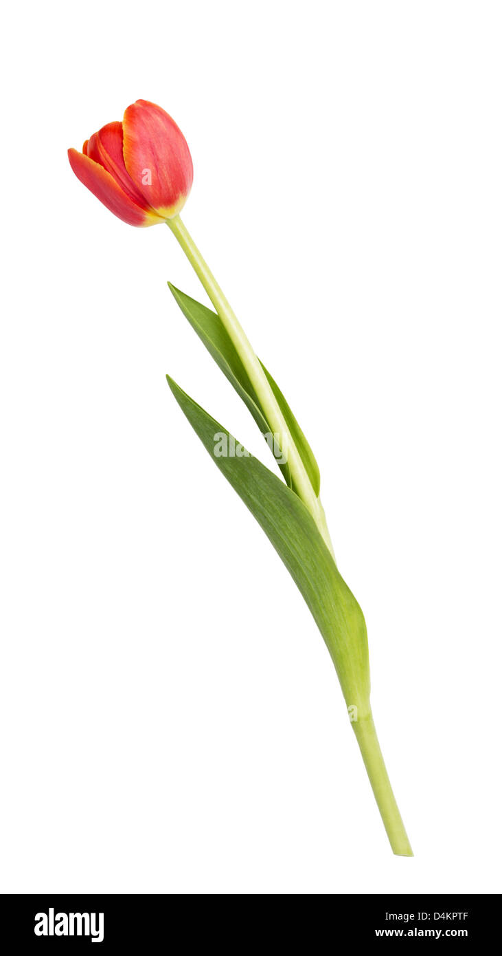 beautiful single tulip, isolated on white background Stock Photo - Alamy