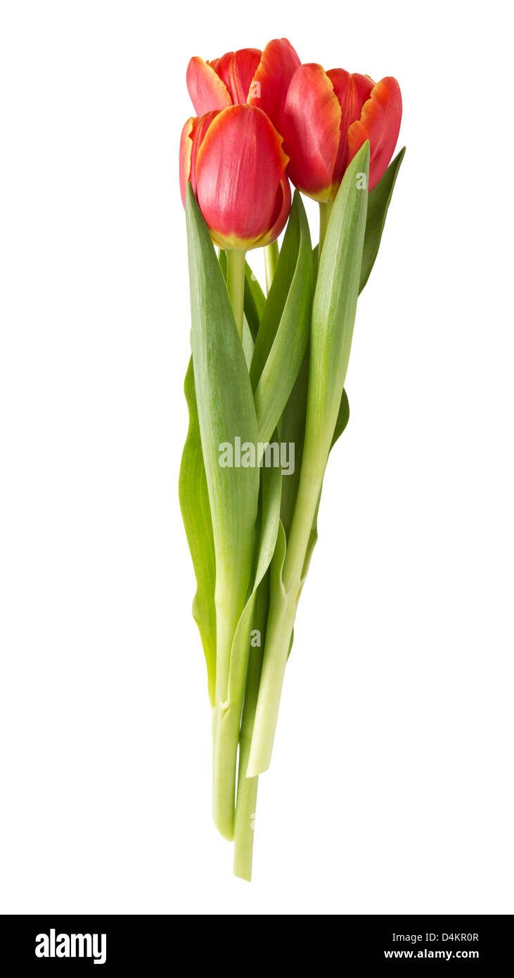 three beautiful tulips, isolated on white background Stock Photo - Alamy