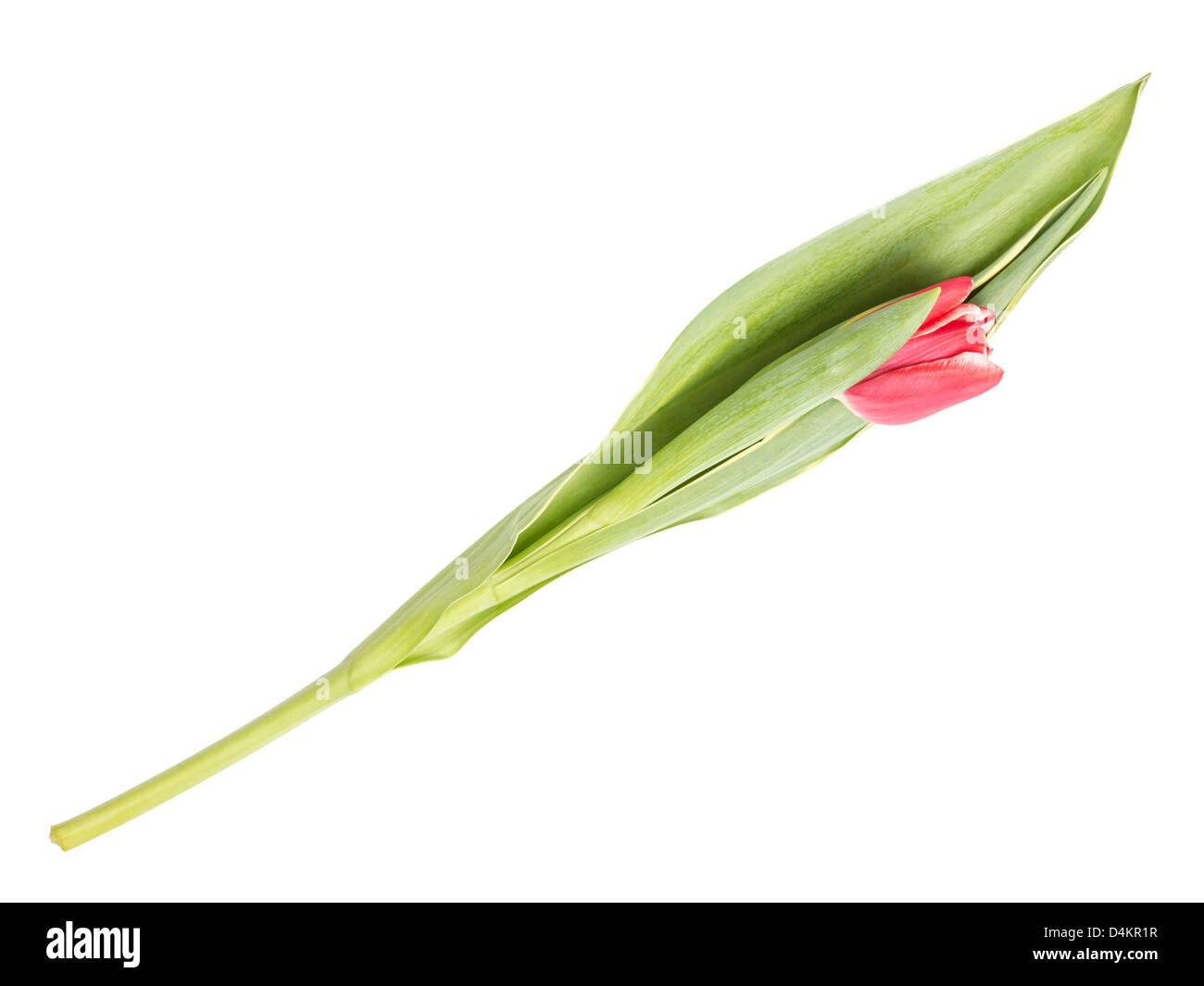 beautiful single tulip, isolated on white background Stock Photo - Alamy
