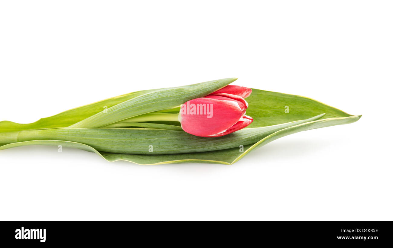 beautiful single tulip, isolated on white background Stock Photo - Alamy