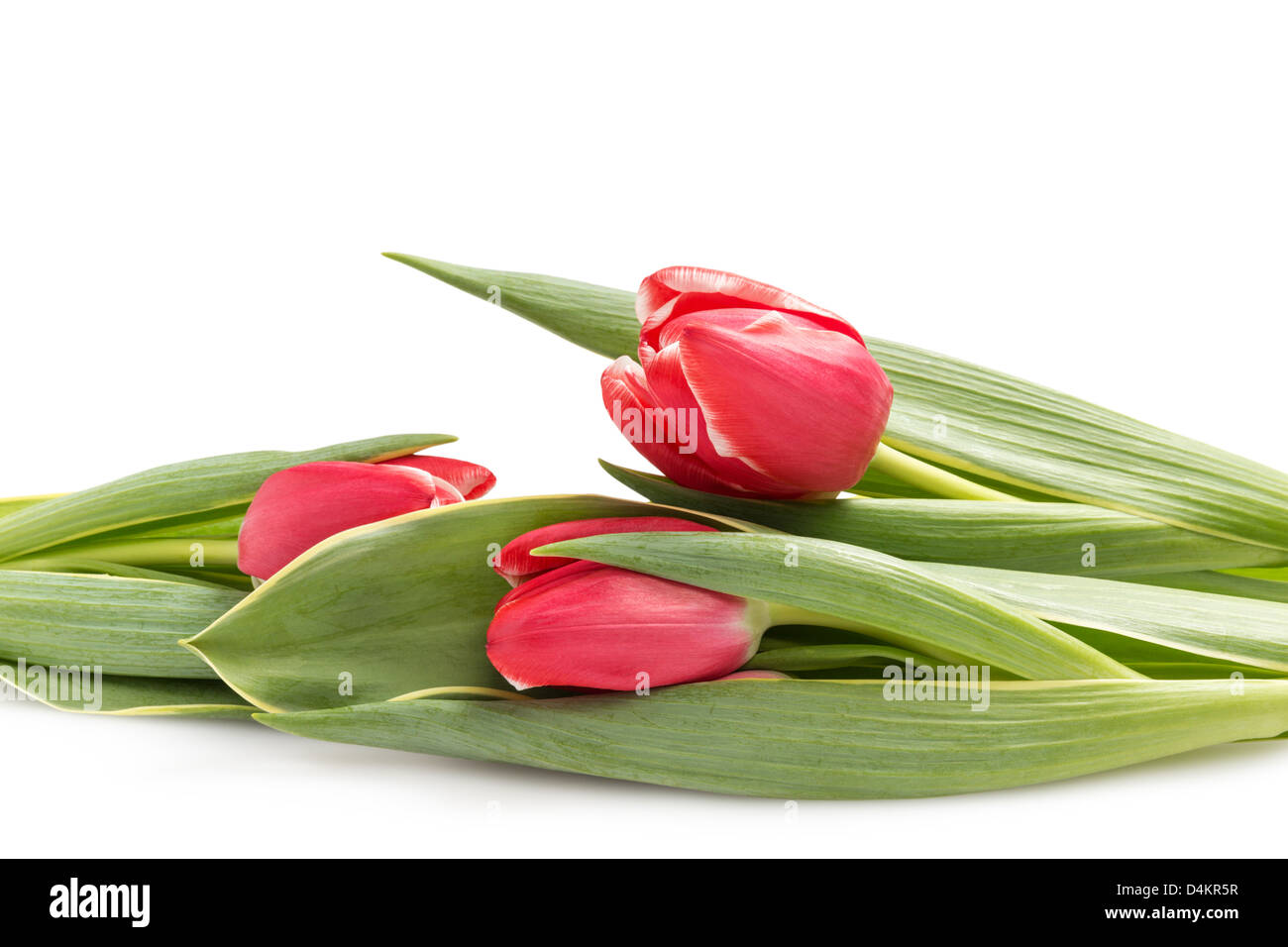 three beautiful tulips, isolated on white background Stock Photo - Alamy