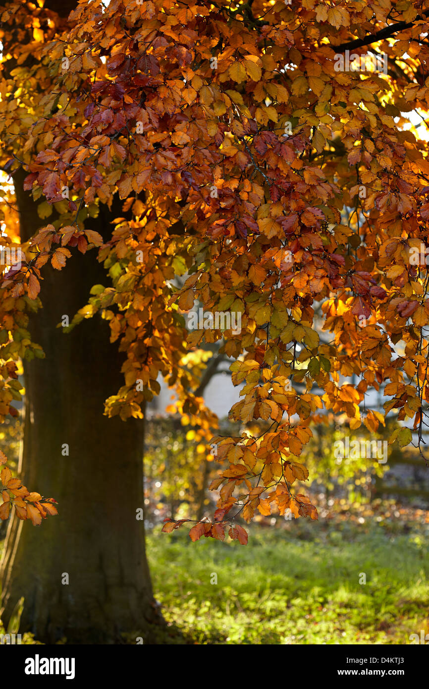 UK Woodland Trees in Autumn Stock Photo - Alamy