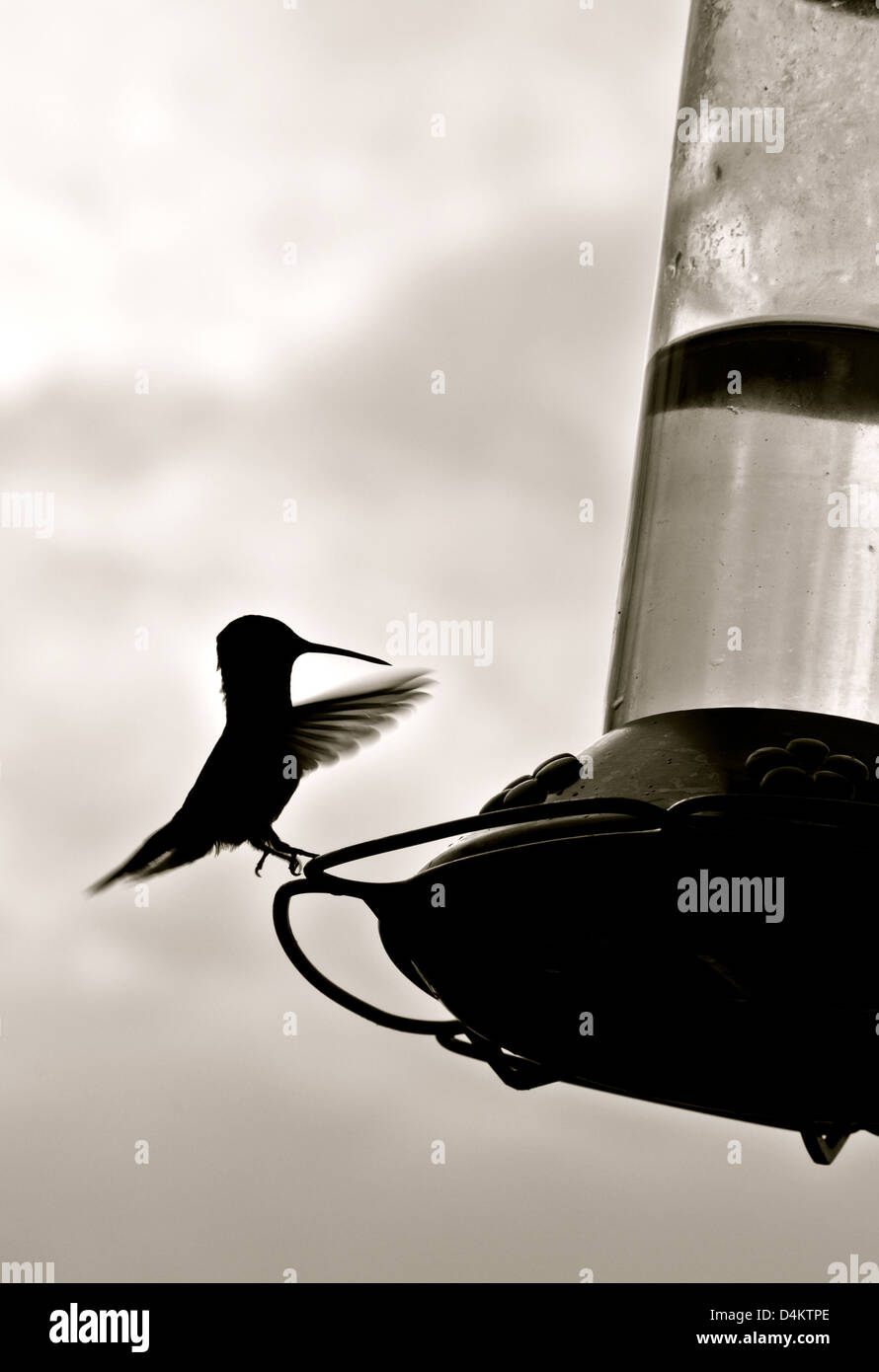 Hummingbird lands on perch Stock Photo - Alamy