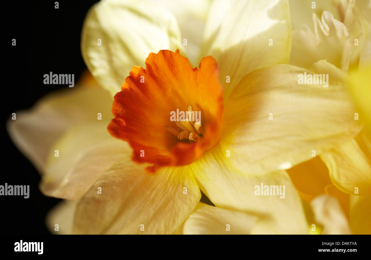 Cheerful yellow daffodil hi-res stock photography and images - Alamy