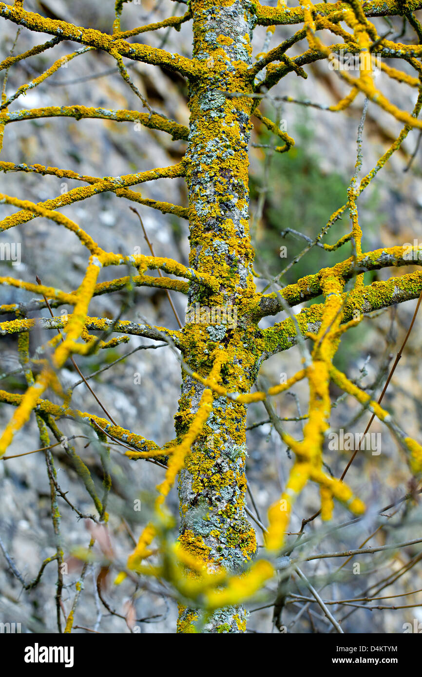 Yellow Tree in Fall Stock Photo - Alamy