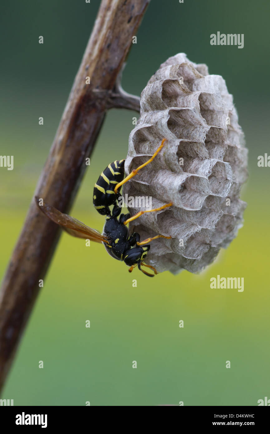 A paper wasp is building its nest Stock Photo - Alamy