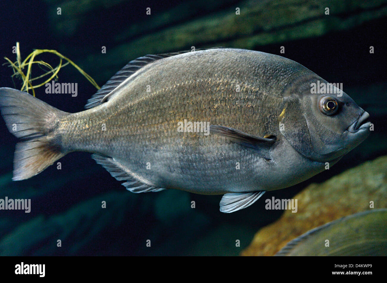 Portugal, Lisbon: Fish in the Oceanario de Lisboa Stock Photo - Alamy