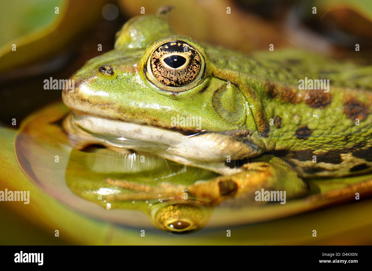 A frog is on the couch between water lilys in a pond in Frille, Germany ...