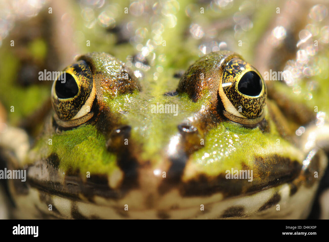 A frog is on the couch between water lilys in a pond in Frille, Germany ...
