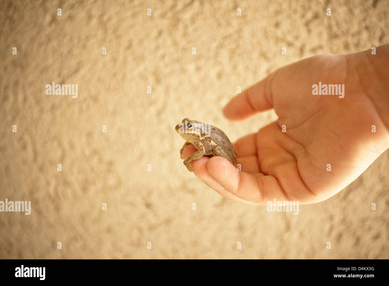 Close up of child holding small frog Stock Photo - Alamy