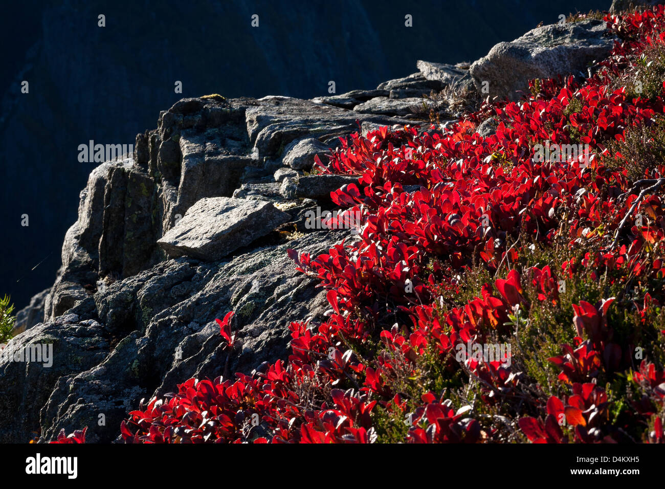 Fall colors in norway hi-res stock photography and images - Alamy