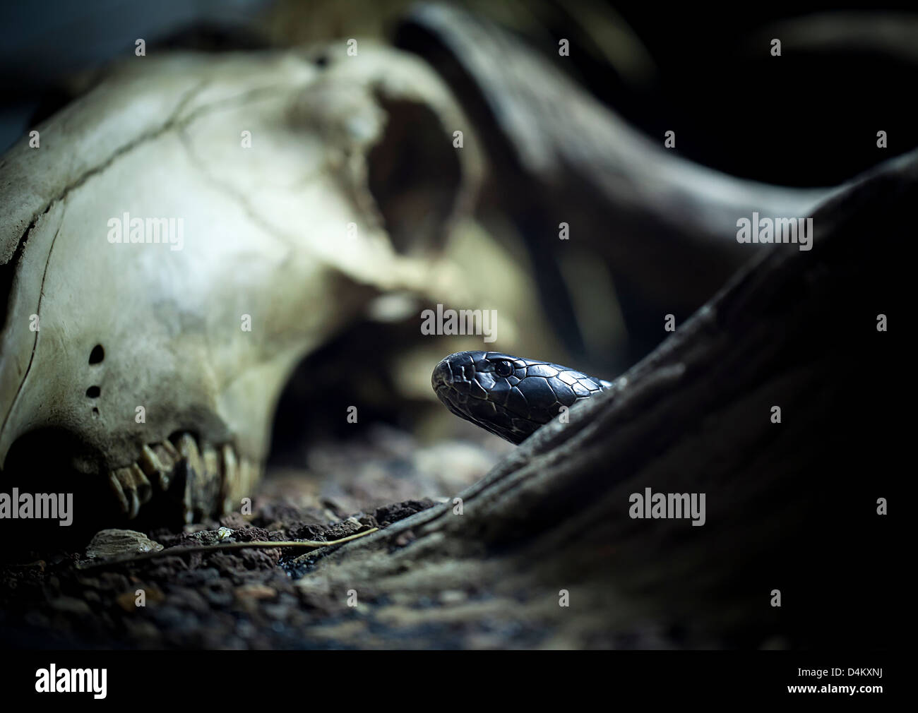 Venomous snake head anatomy hi-res stock photography and images - Alamy