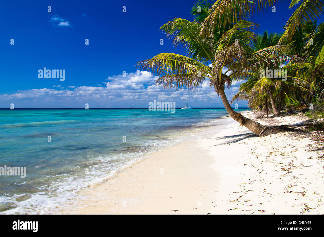 palms and sea beach Stock Photo - Alamy