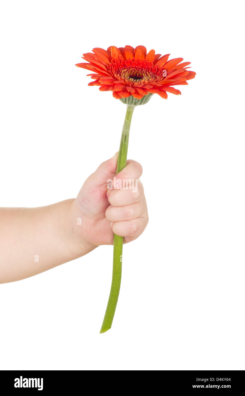 Hand holding bouquet red Cut Out Stock Images & Pictures - Alamy