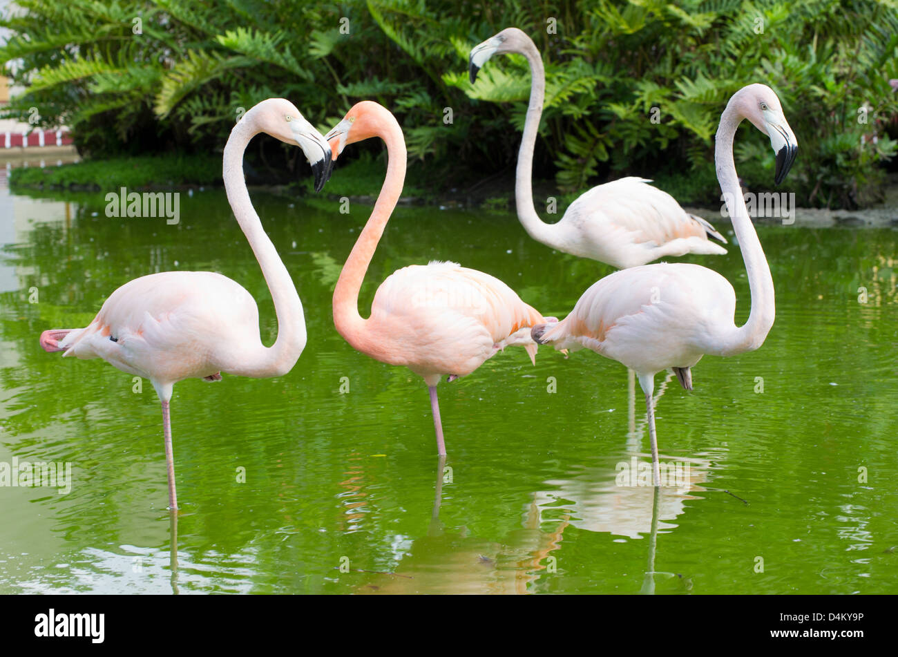 Black flamingos hi-res stock photography and images - Alamy