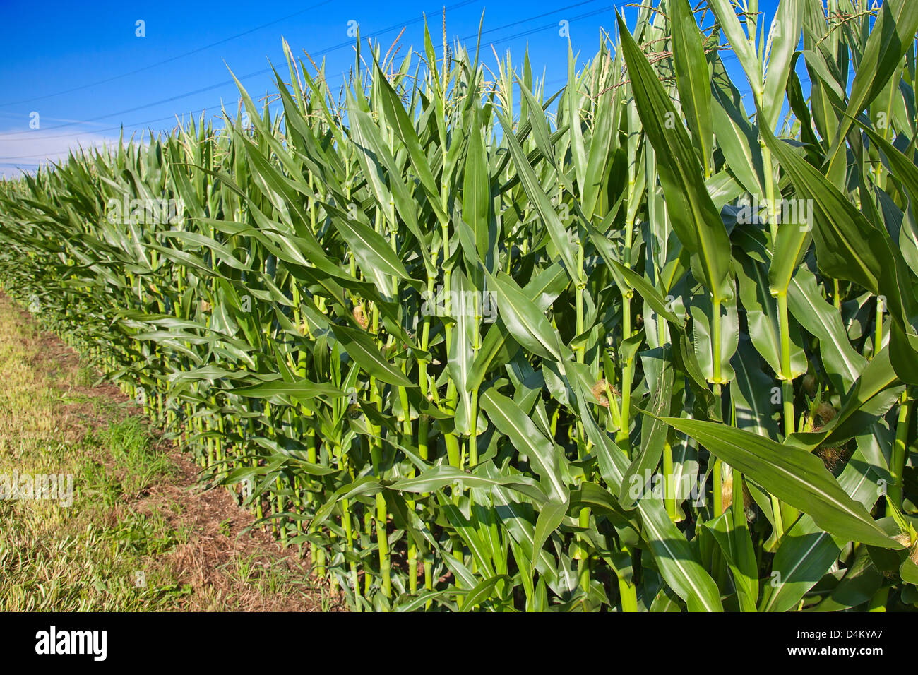 Corn field under blue sky Stock Photo - Alamy