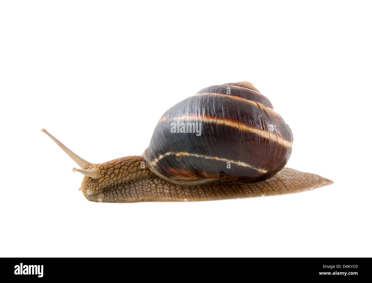The snail on a white background Stock Photo - Alamy