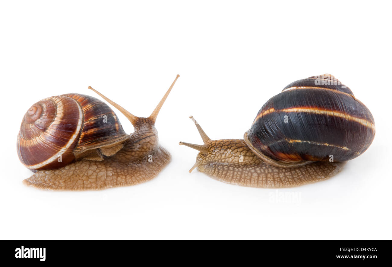 Two snails on a white background Stock Photo - Alamy