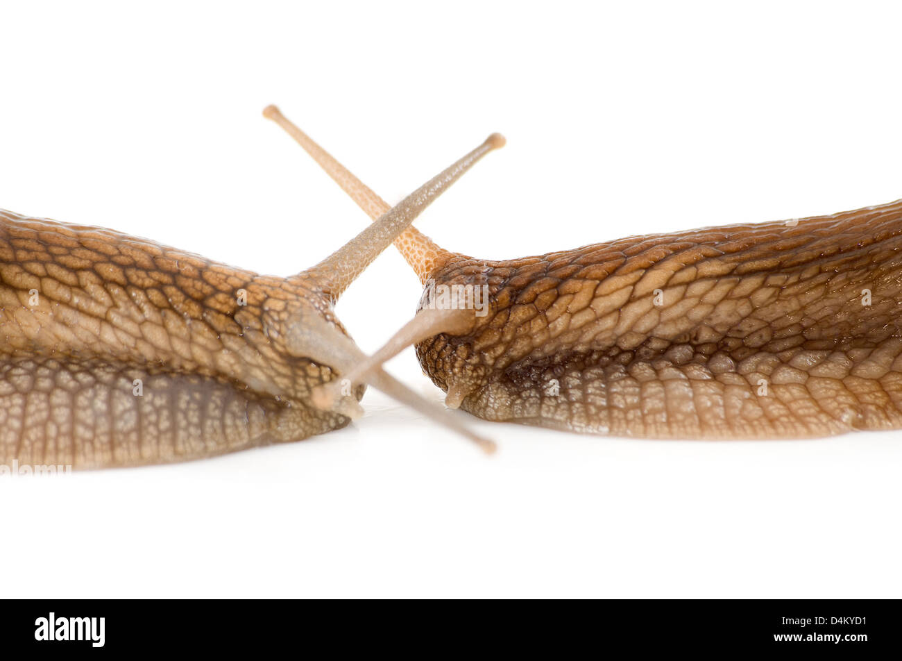 Two three spiral shell hi-res stock photography and images - Alamy