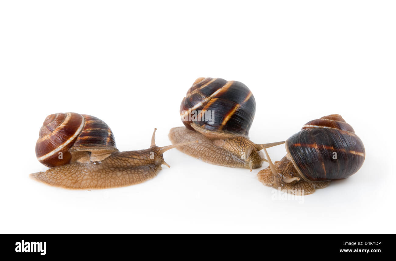 Three snails on a white background Stock Photo - Alamy