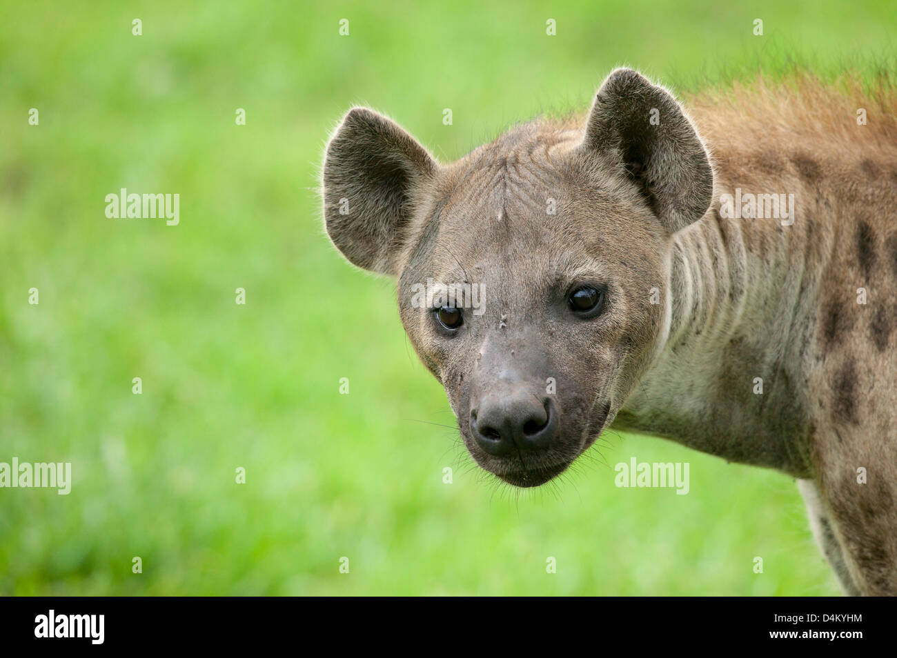 Determined hyena hi-res stock photography and images - Alamy