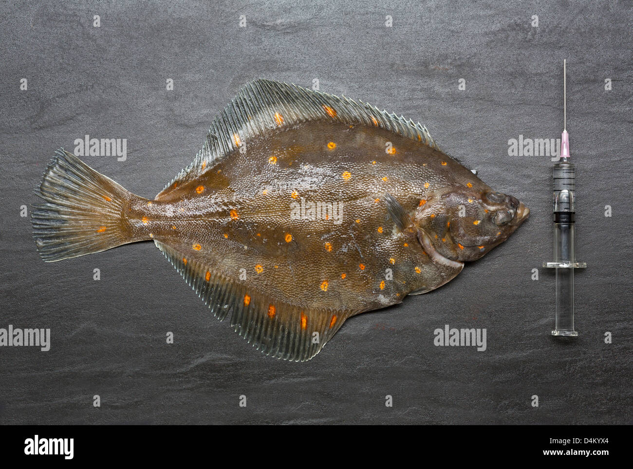 Fresh fish with syringe on counter Stock Photo - Alamy