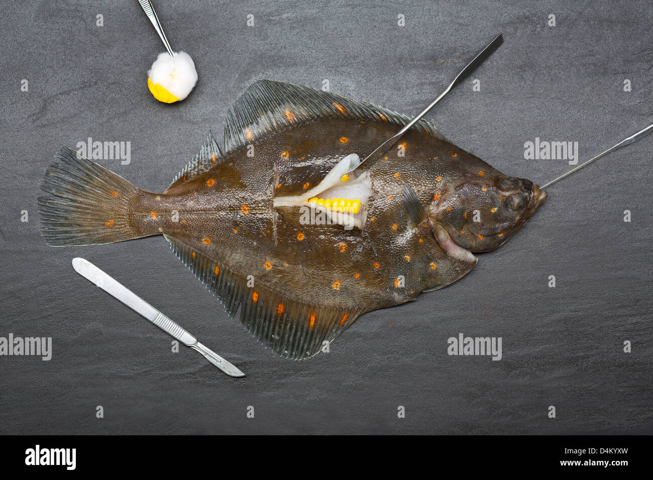 Genetic modification animals hi-res stock photography and images - Alamy