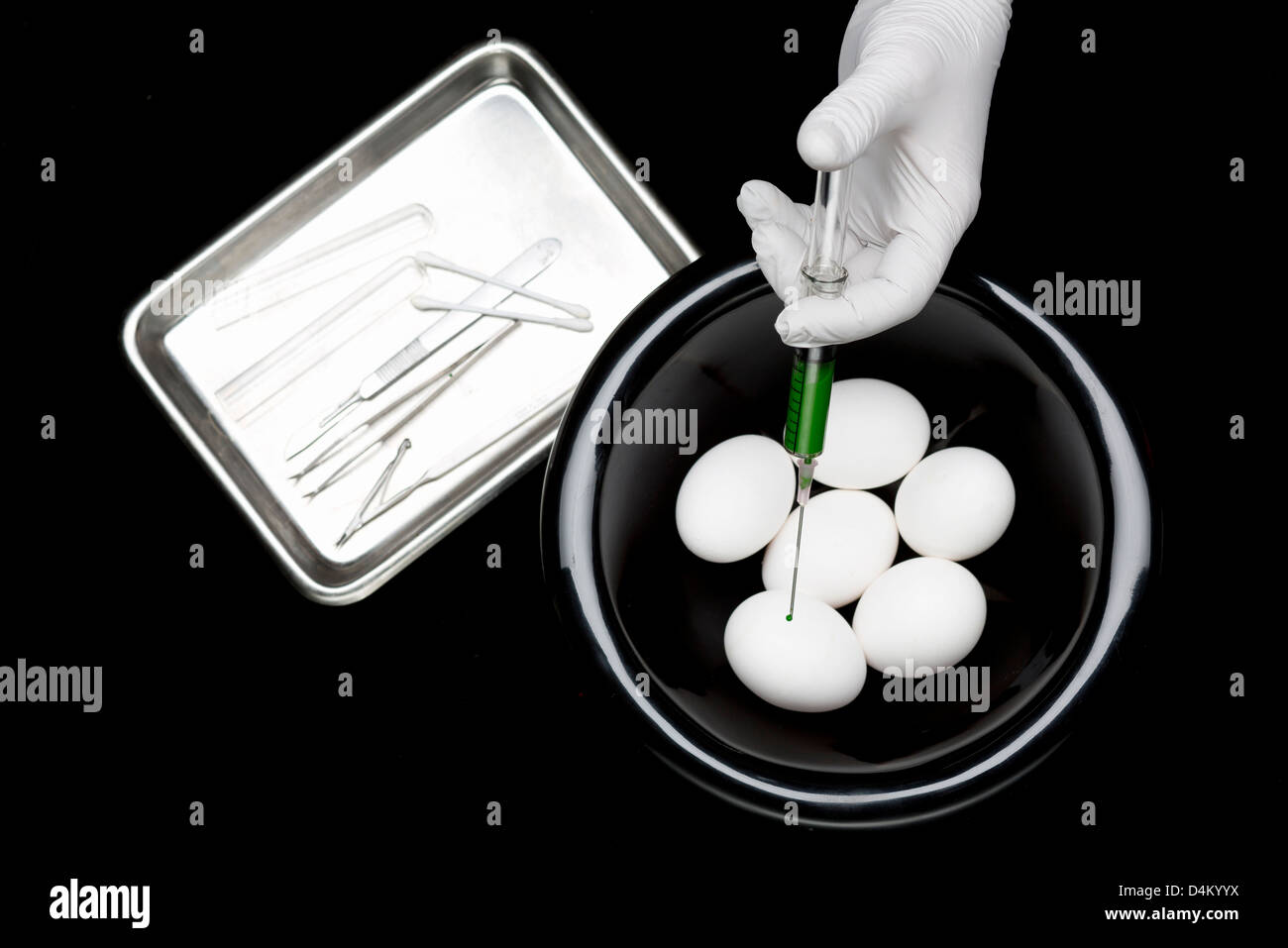 Gloved hand injecting eggs Stock Photo - Alamy