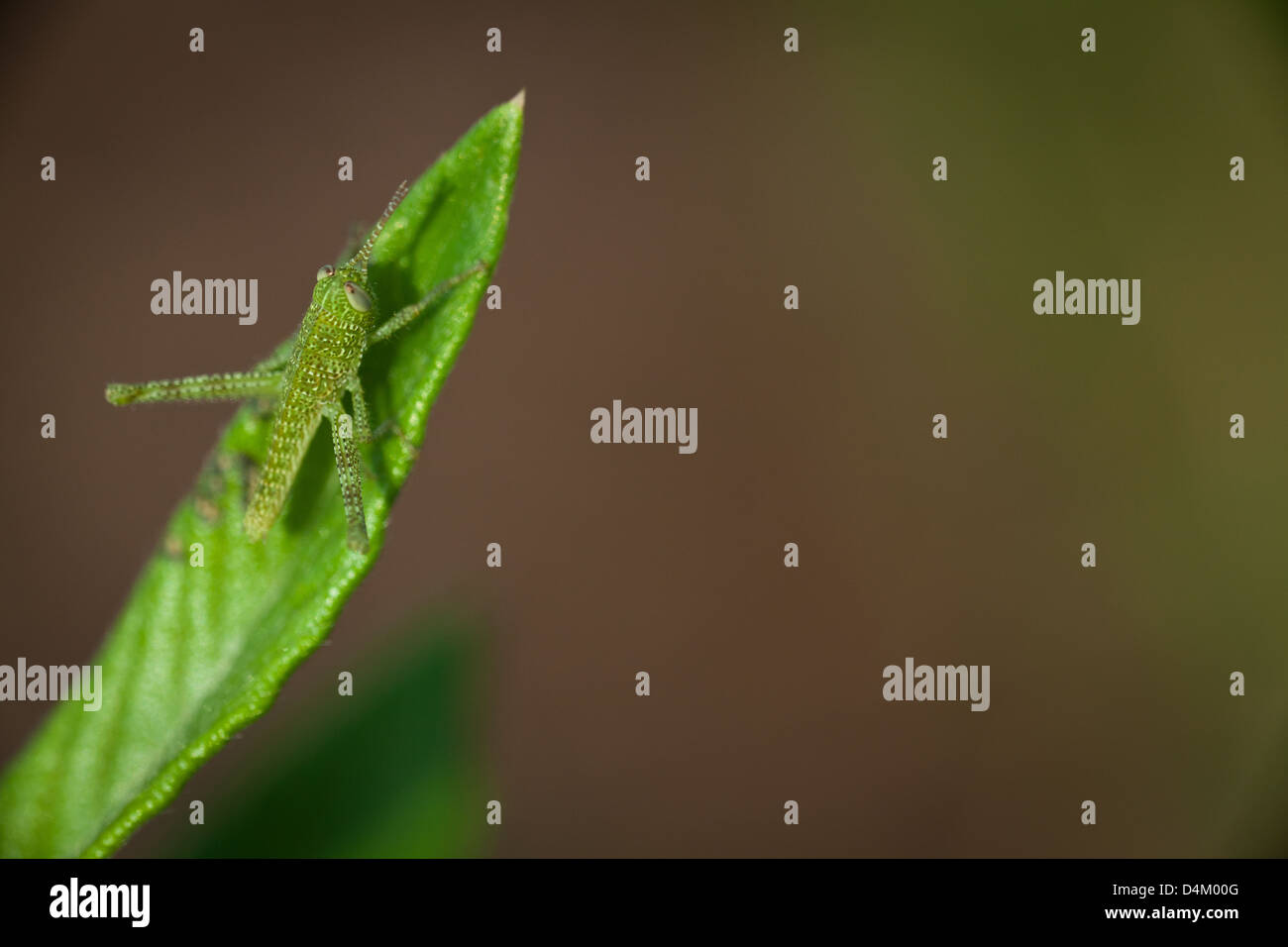 Grillo insect in the rainforest at Burbayar nature reserve, Panama ...