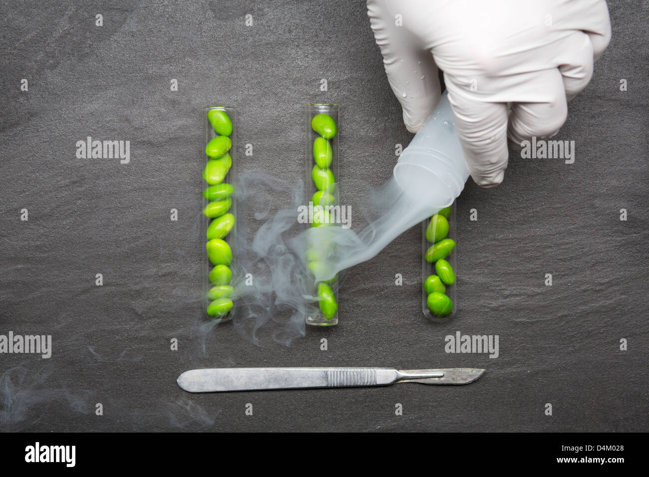 Scientist experimenting on beans Stock Photo - Alamy
